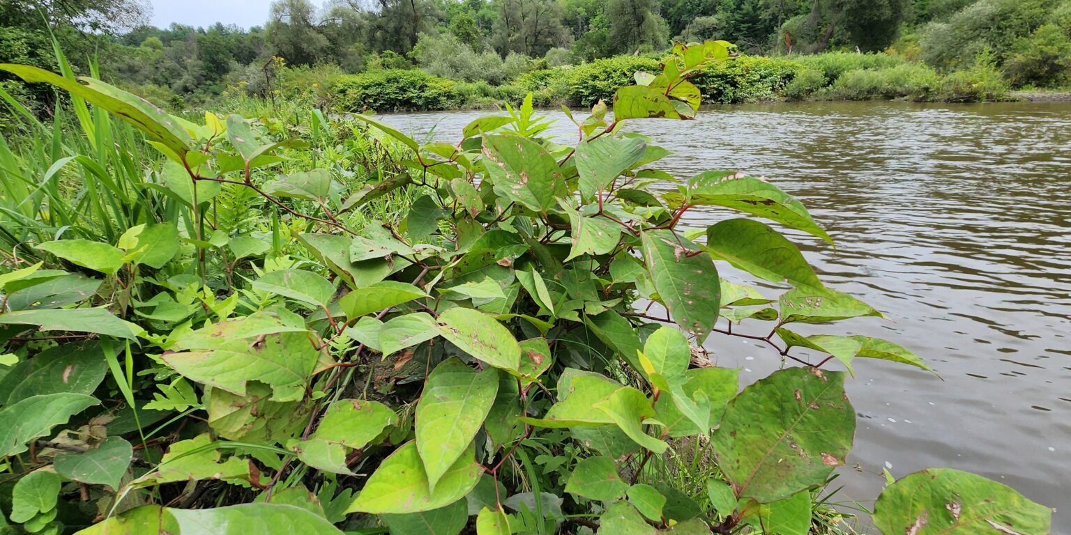 How to Manage Invasive Species across a Watershed (Workshop) - Mad ...